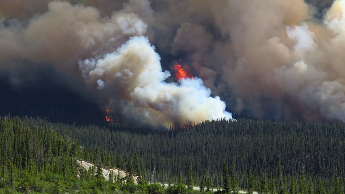 Coniferous forests: Climate effects of forest fires last for decades: GFZ