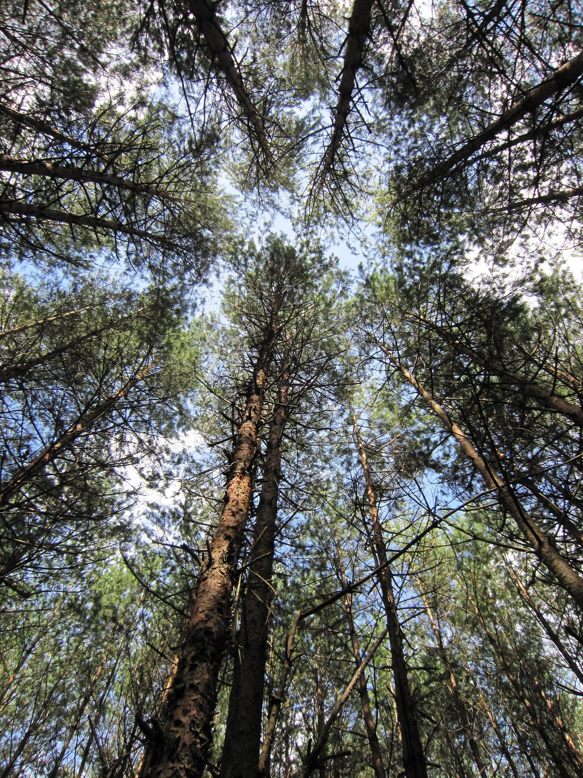 Preserving forests as carbon sinks – also for the EU's climate targets: GFZ