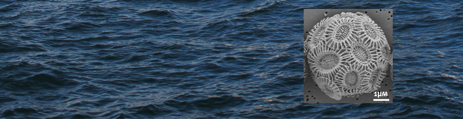 Insights into the formation of chalk in algae – Contribution of the GFZ ...